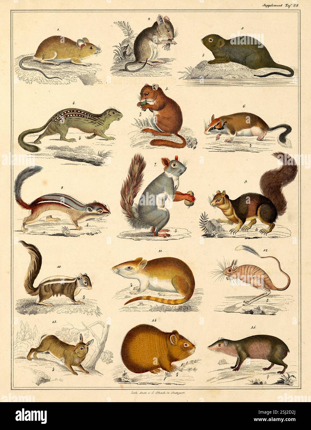 Lorenz Oken - German naturalist, botanist, biologist, and ornithologist ...