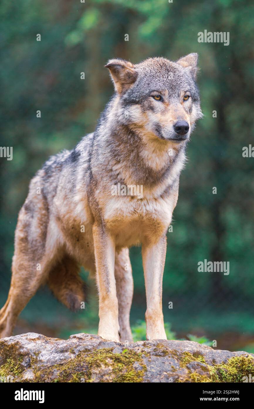 Vertical photo of a grey wolf looking left taken in the forest Stock ...
