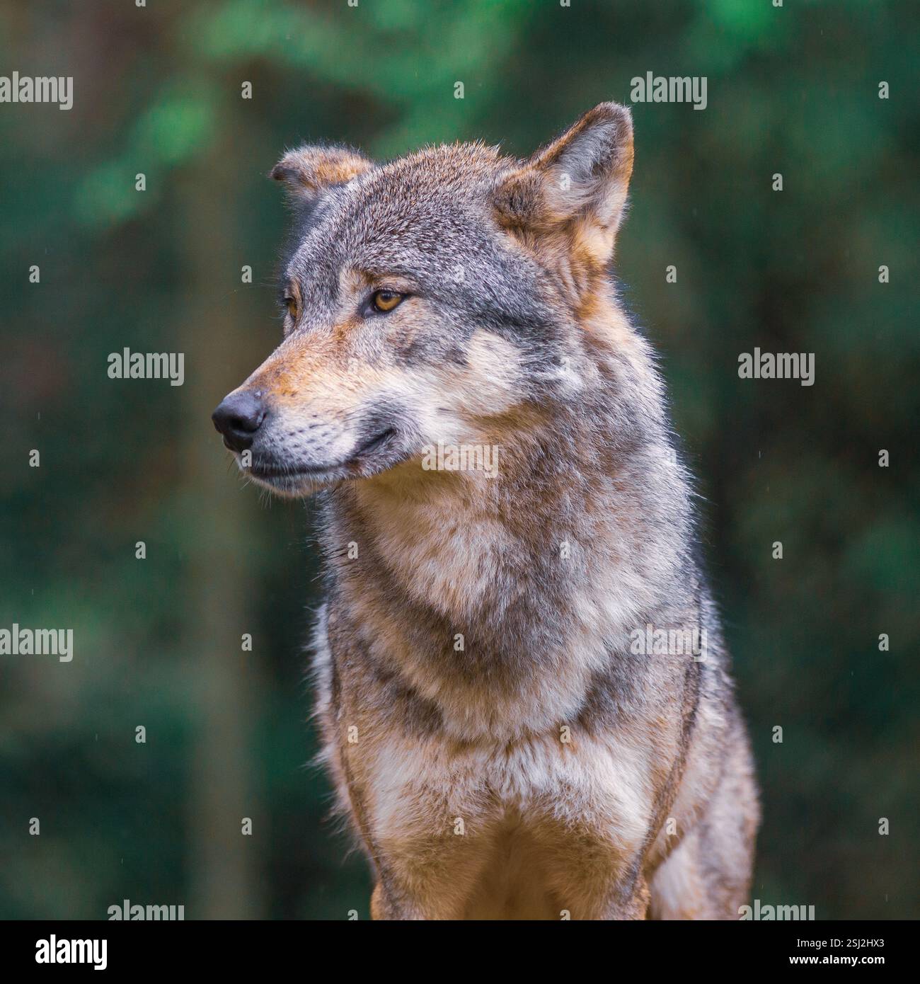 Square photo of a grey wolf looking left taken in the forest Stock ...