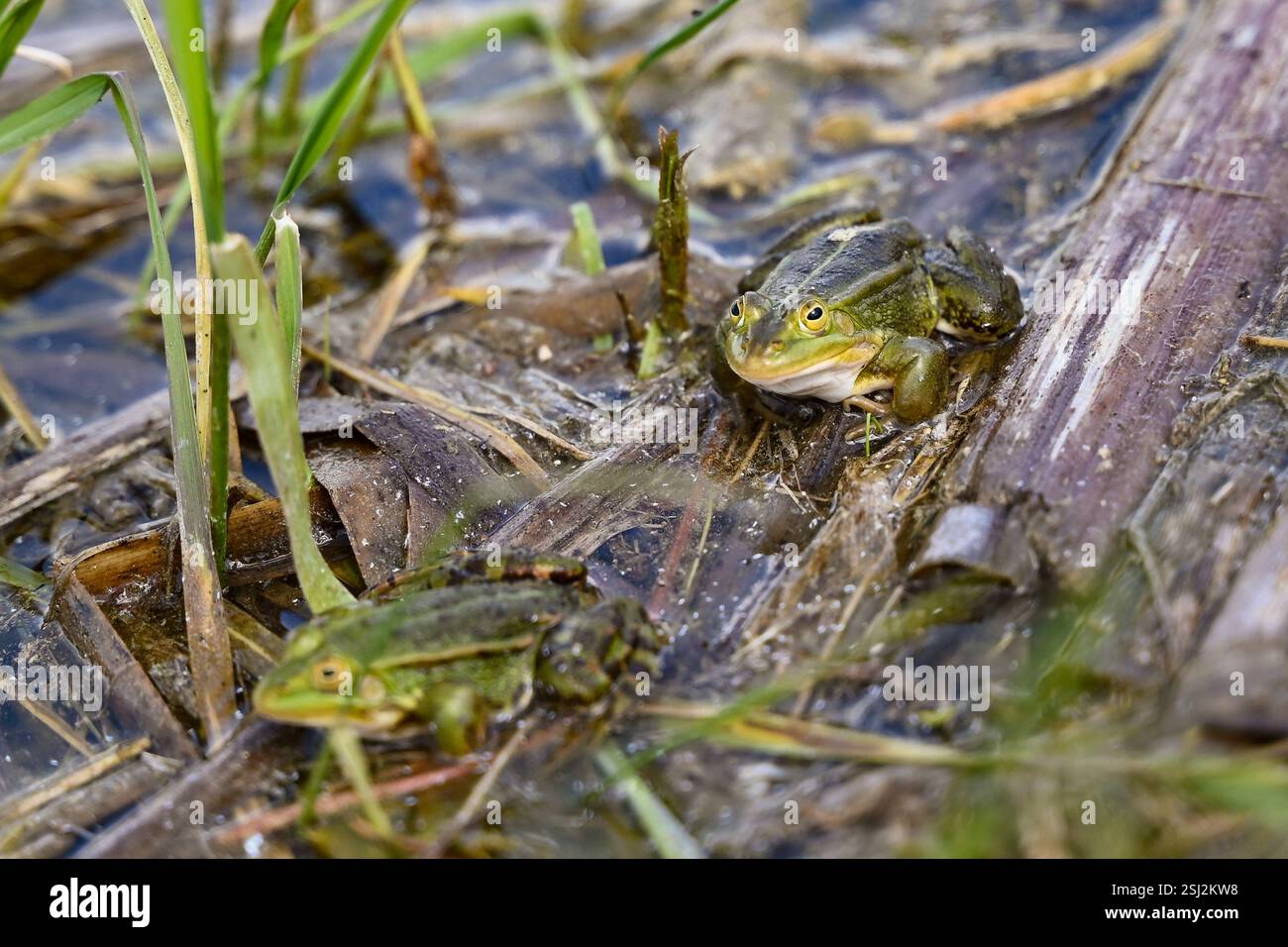 Small female moor frog hi-res stock photography and images - Alamy