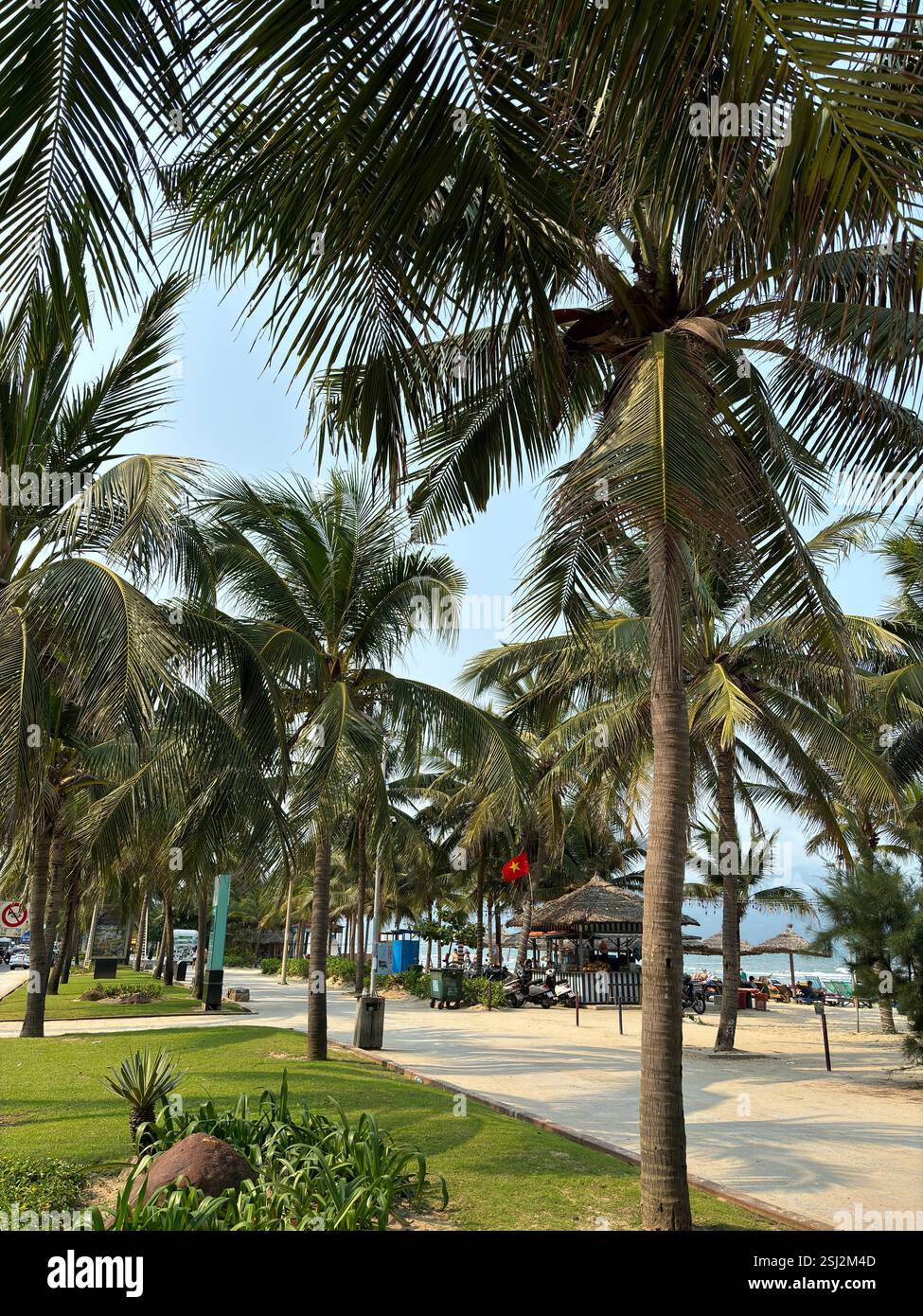 Seaside Stroll with Palm Trees in Da Nang – A Relaxing Escape Stock ...