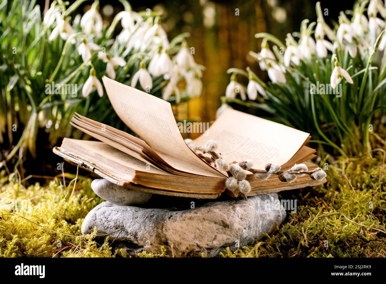Old opened book with willow branches catkins. Spring forest snowdrops ...