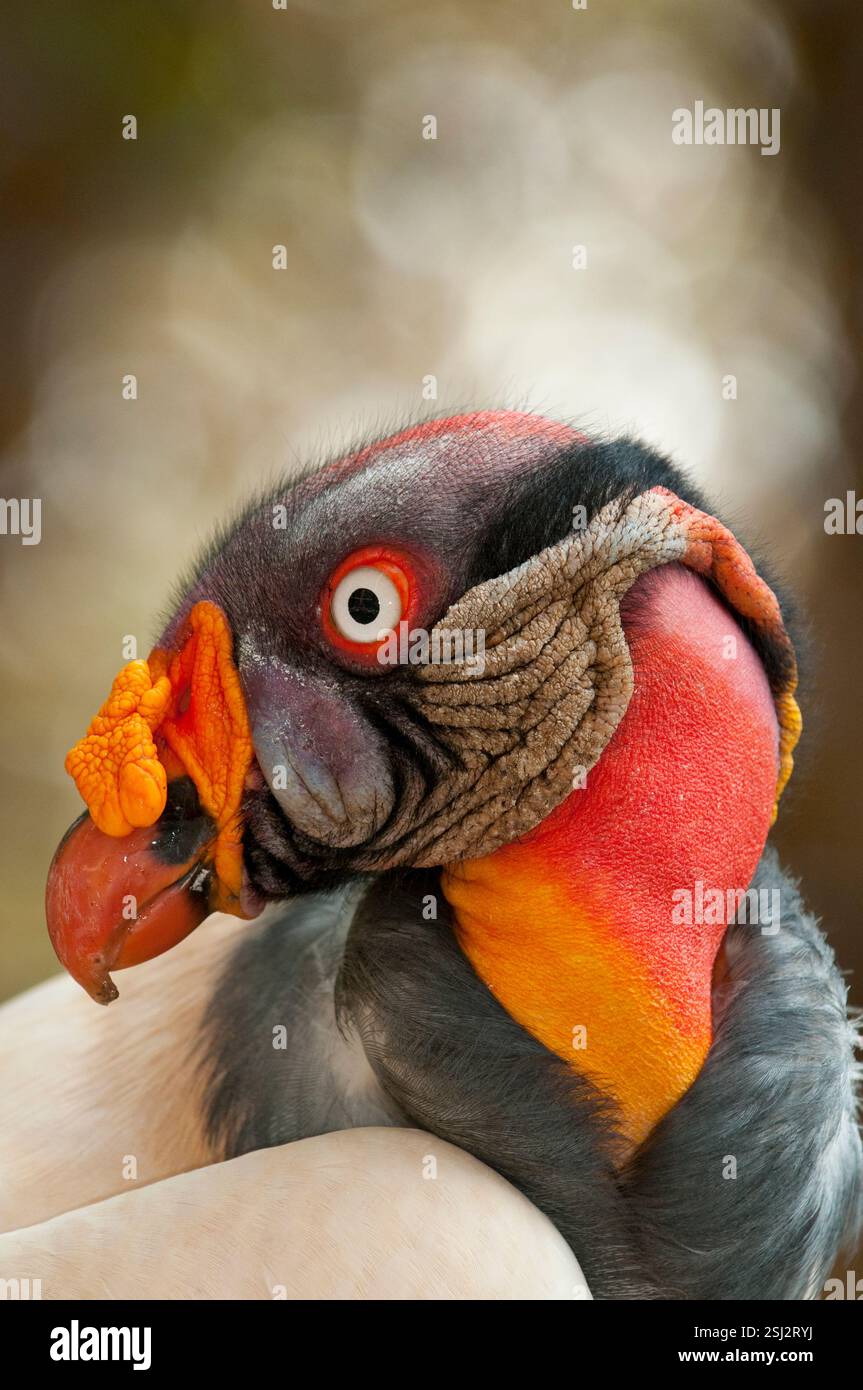 king vulture (Sarcoamphus papa) Amazon region, Colombia - stock photo ...