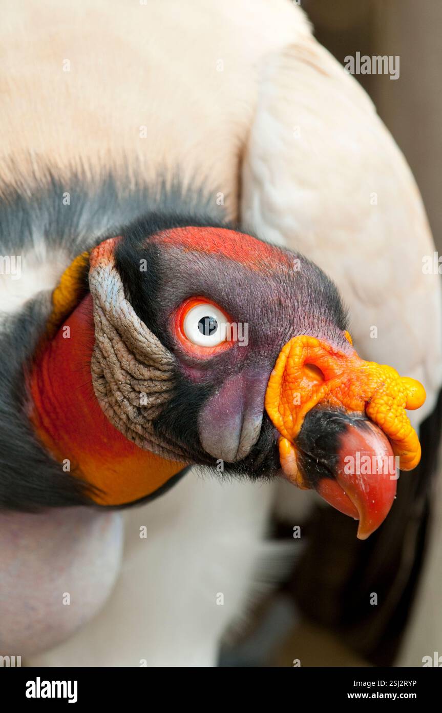 king vulture (Sarcoamphus papa) Amazon region, Colombia - stock photo ...