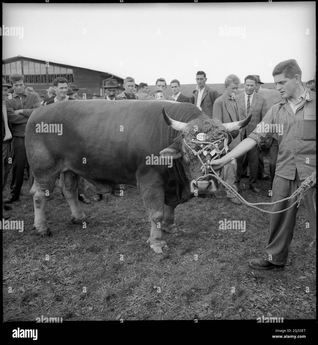 Optimist", der Stier des Jahres, Zuchtstiermarkt Zug 1962#"Optimist", the bull of the year ...