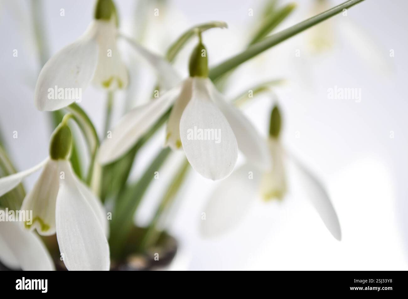Close-up captures the delicate details of snowdrop flowers, emphasizing ...