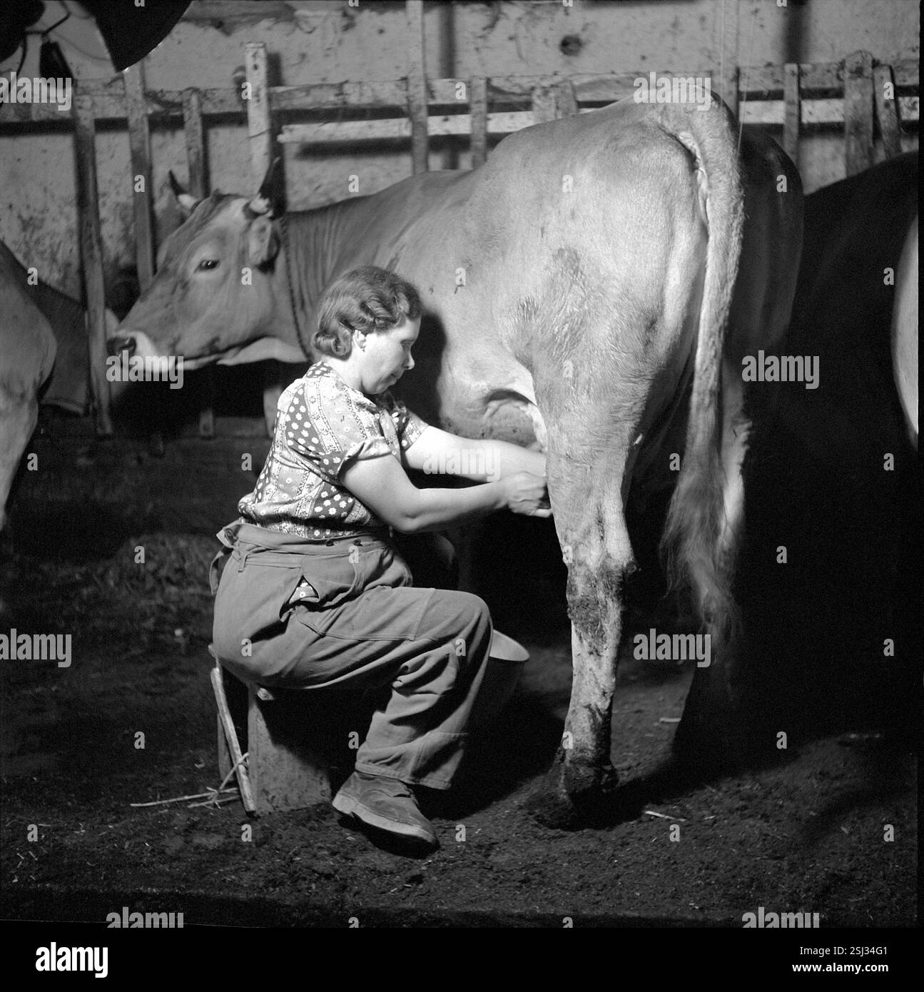 Bäuerin beim Melken einer Kuh, 1945#Farmer Milking a Cow, 1945 Stock ...