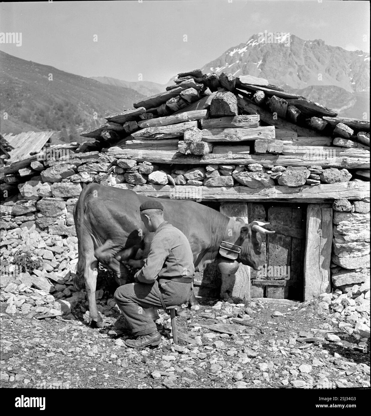 Bauer beim Melken in den Walliser Bergen, 1942#Farmer milking a cow in ...