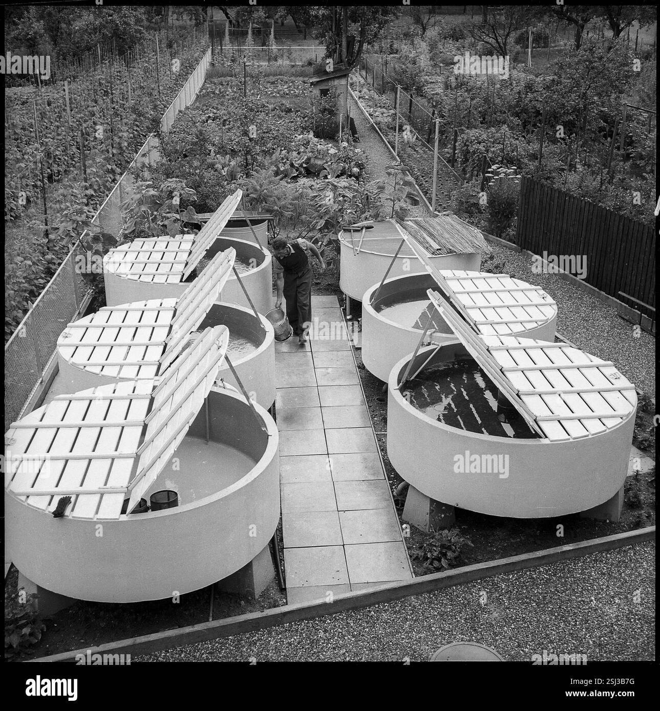 Fischbrutanstalt Ermatingen, Versuchsbetrieb 1956#Fish brood institute ...