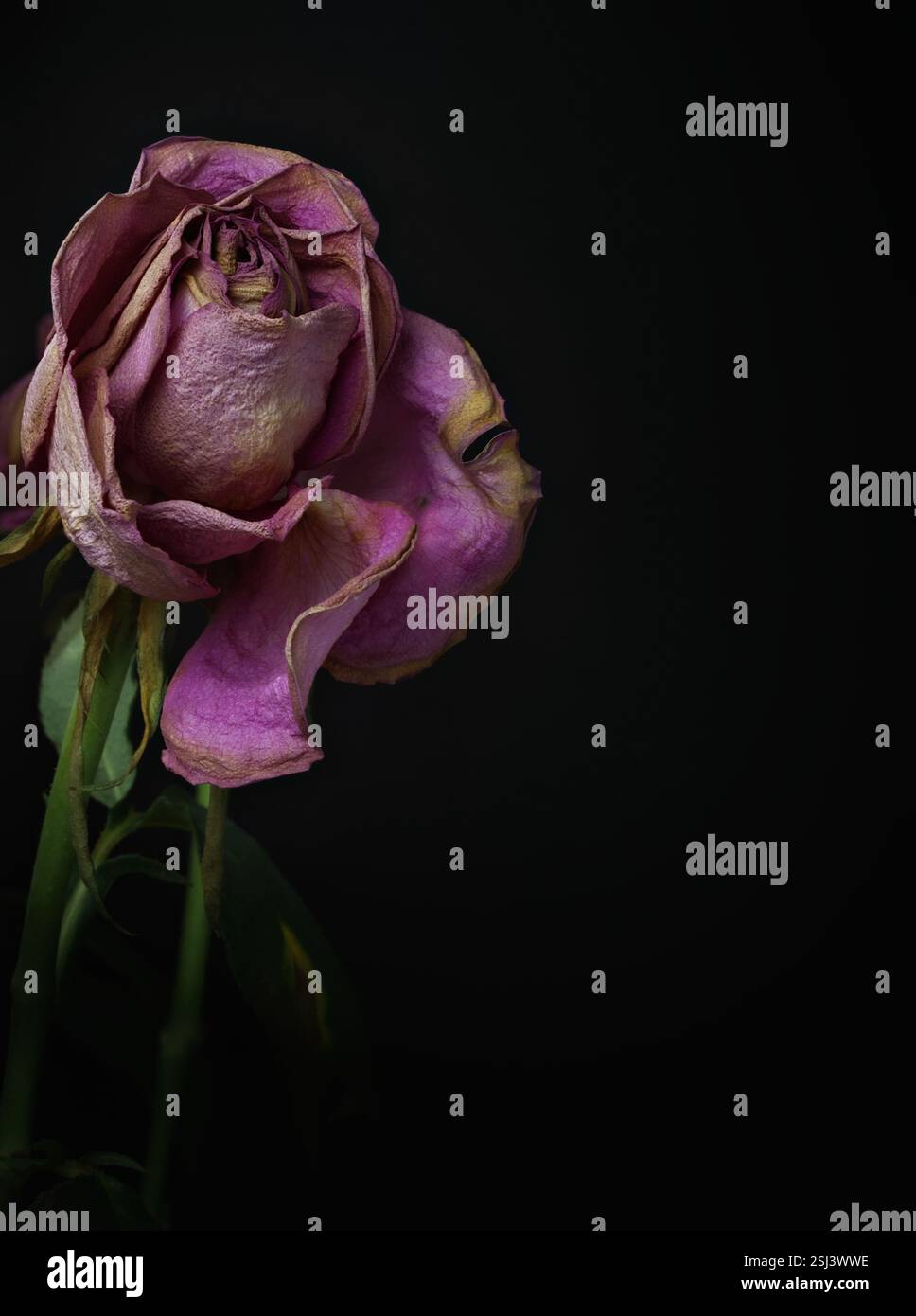 Dead, Dying, Withered Faded Purple, Lilac Rose With Drooping Petals ...