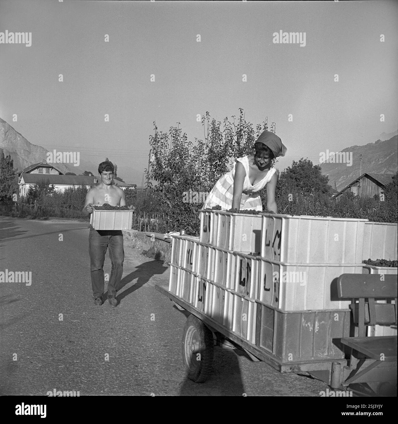 Weinernte bei grosser Hitze im Wallis, 1966#Vintage during a torridity ...
