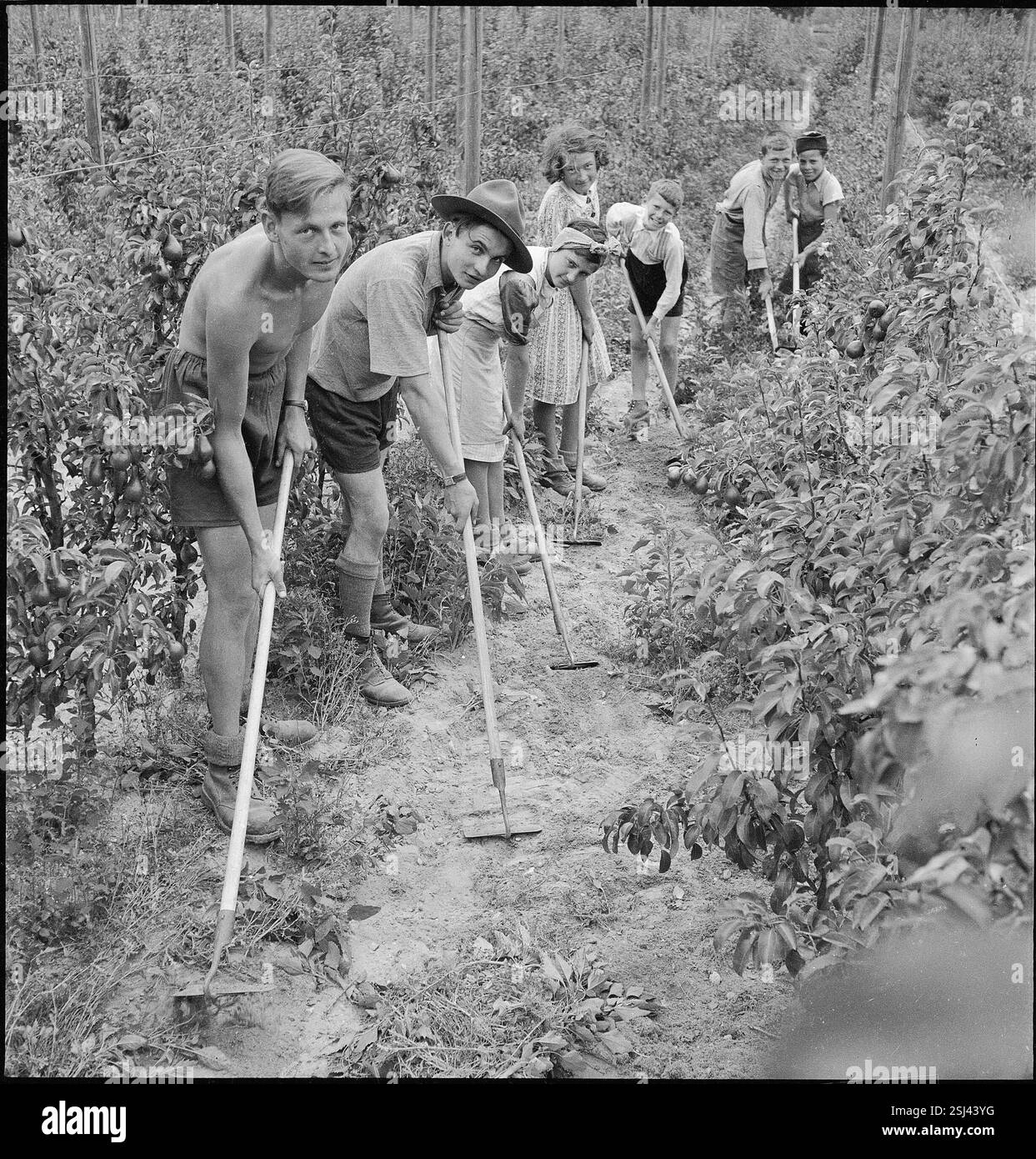 WK 2: Landhilfe; Aprikosenernte, 1943#WW2: farming camp; apricots ...