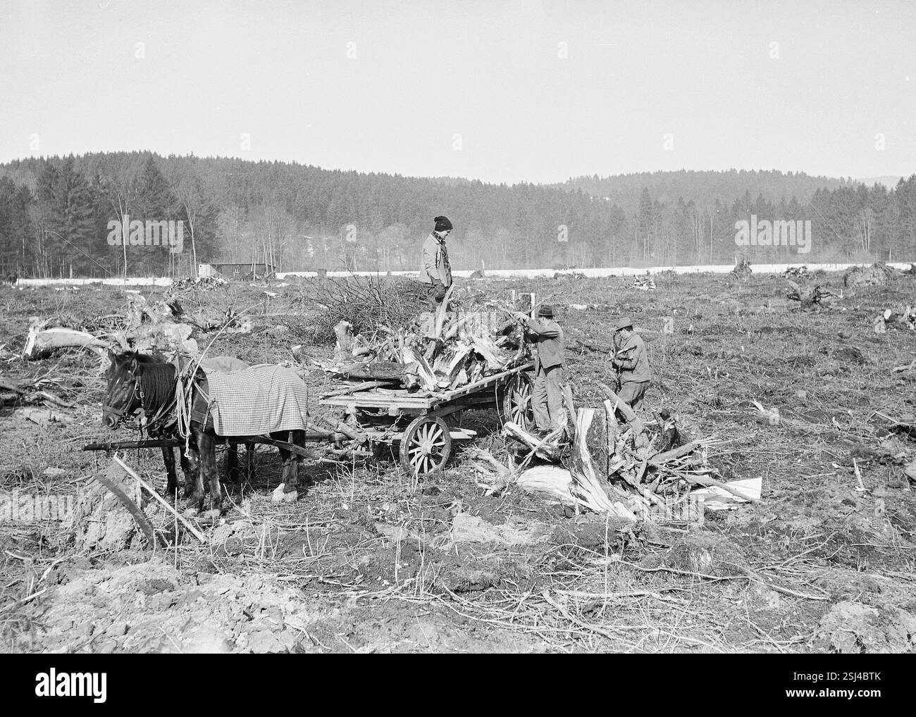 WK 2: Anbauschlacht; Waldrodung bei Kiesen, 1942#WW 2: extended war ...