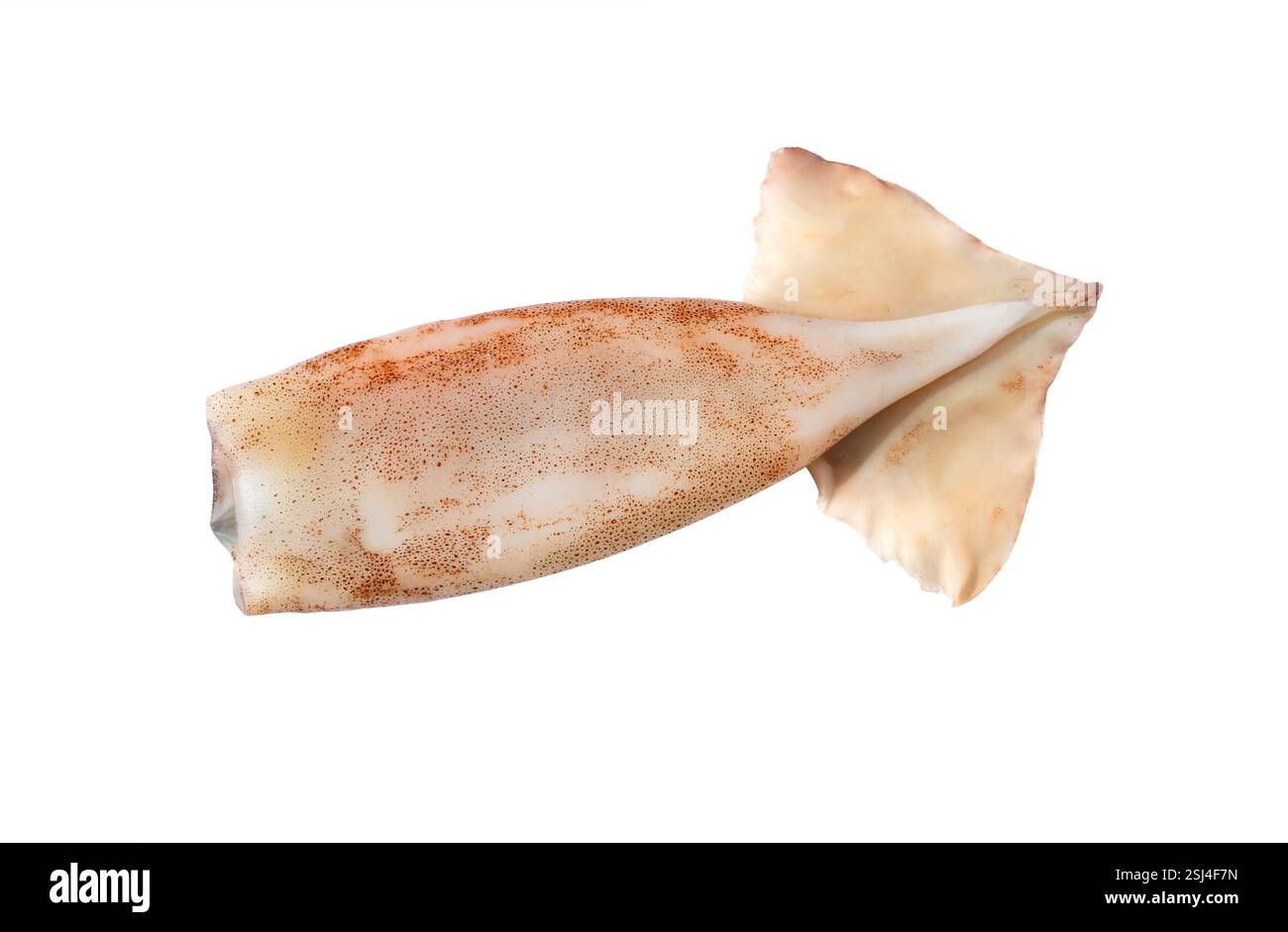 Fresh raw fillet squid isolated on white background. Seafood, top view ...