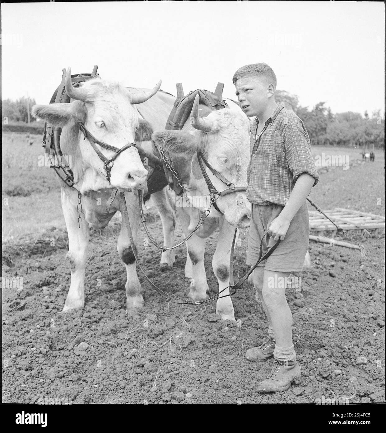 WK 2: Landhilfe; Junge mit Kühen, 1942#WW2 : farming camp; boy and cows ...