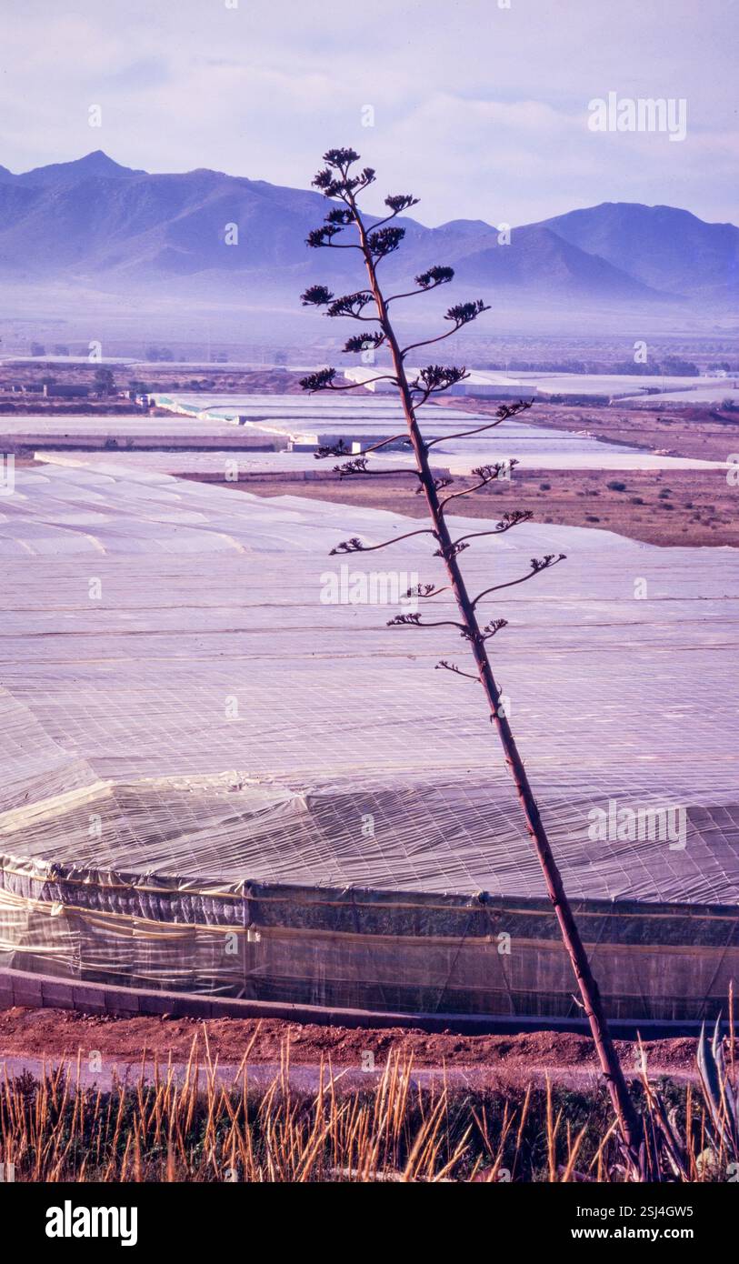 Agave Plant with Greenhouse Landscape — Eastern Almería, Spain Stock ...