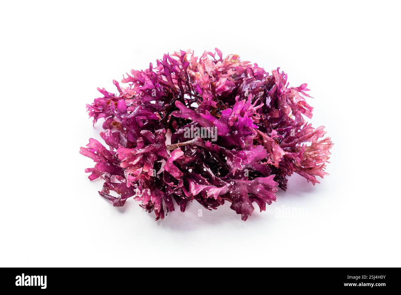 Irish sea moss, Chondrus crispus, edible seaweed, vibrant purple ...