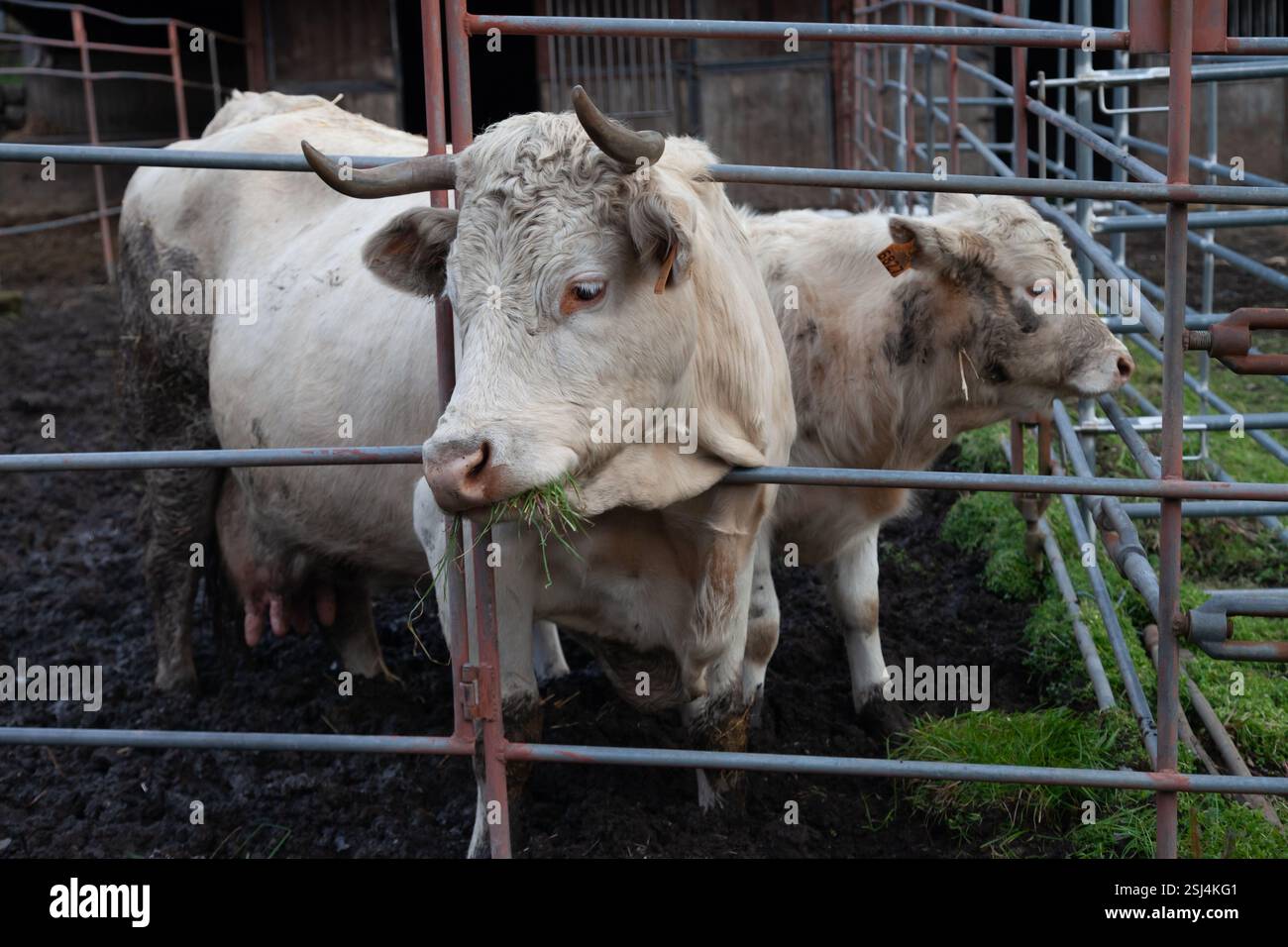 White Charolais cow caring for her baby calf in a barn Stock Photo - Alamy