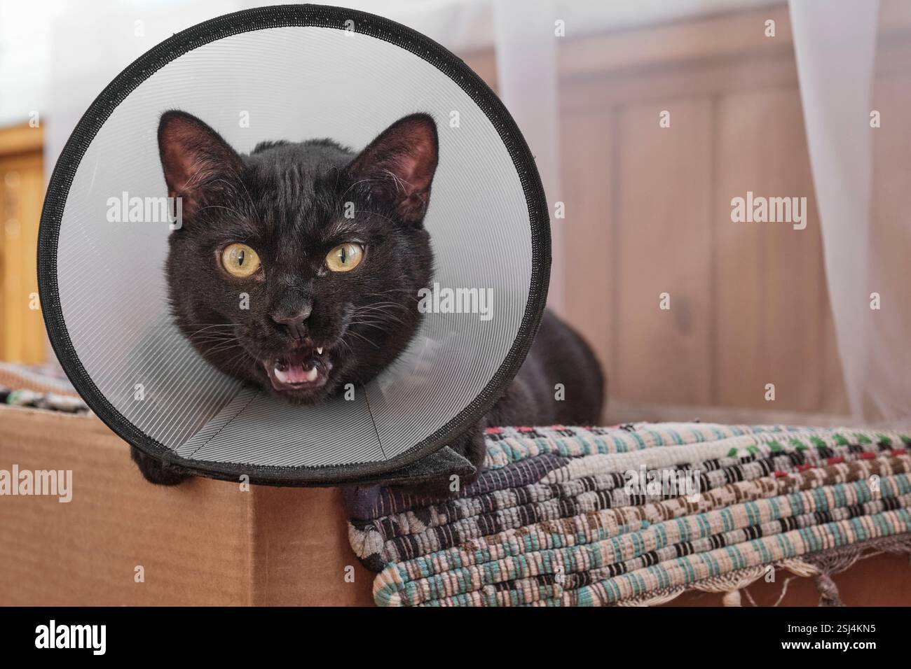 Black cat with golden eyes wearing protective veterinary cone and meows while resting on box ...