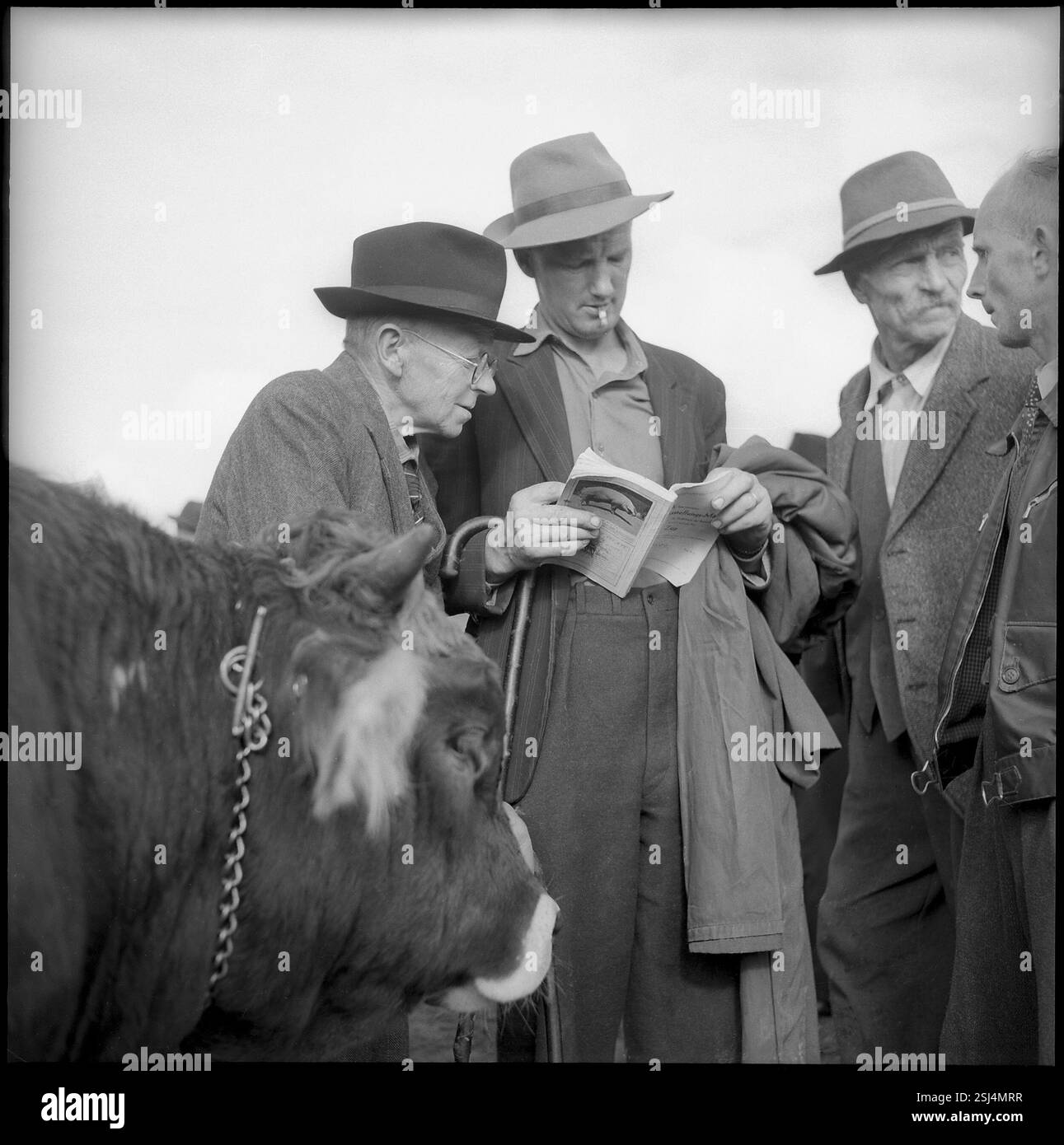 Bauern bei Zuger Zuchtstiermarkt 1954#Farmers at breeding bull market ...