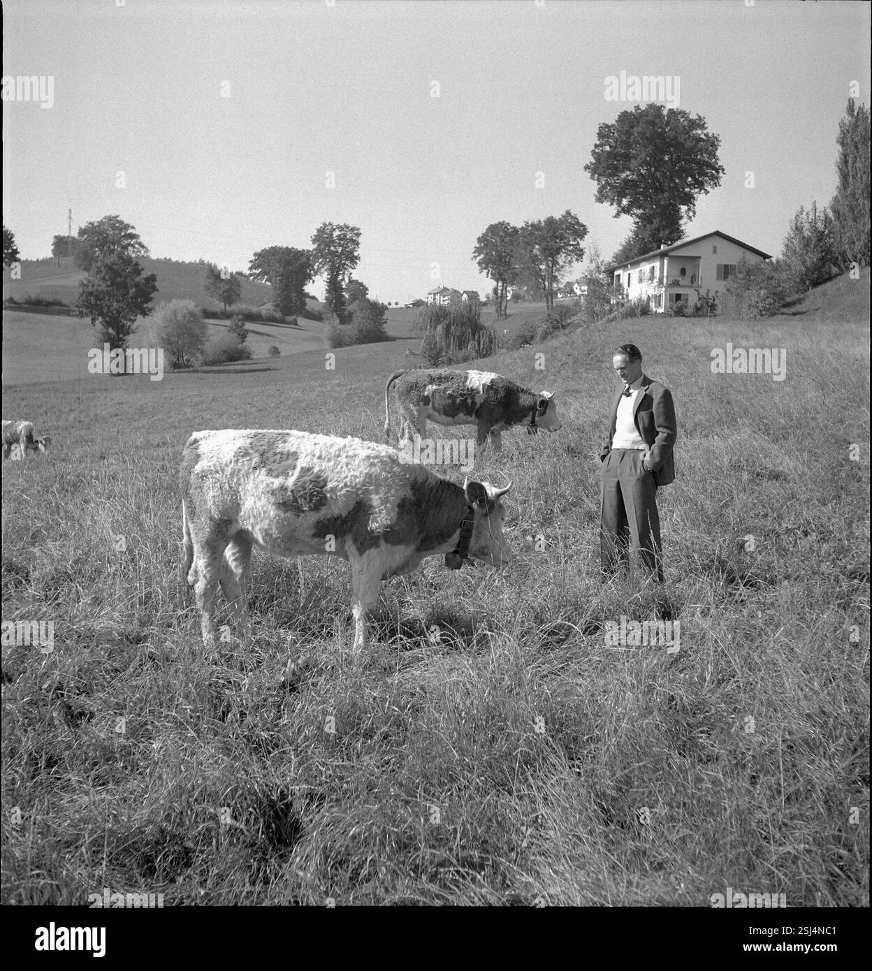 Emmanuel de Graffenried, Kuh, Kühe auf der Weide, 1950#Emmanuel de ...
