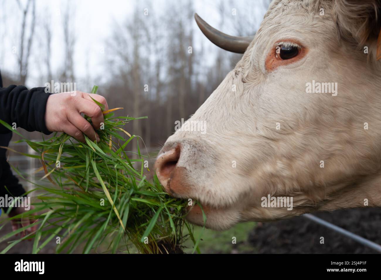 a female farmer feeds a large Charolais cow, highlighting sustainable ...
