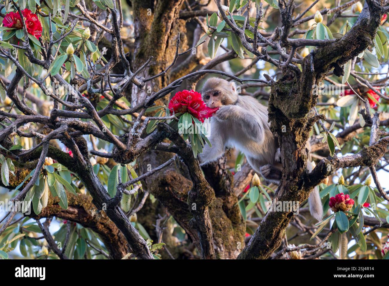 A young macaque eats a rhododendron flower in Dharamshala, India ...