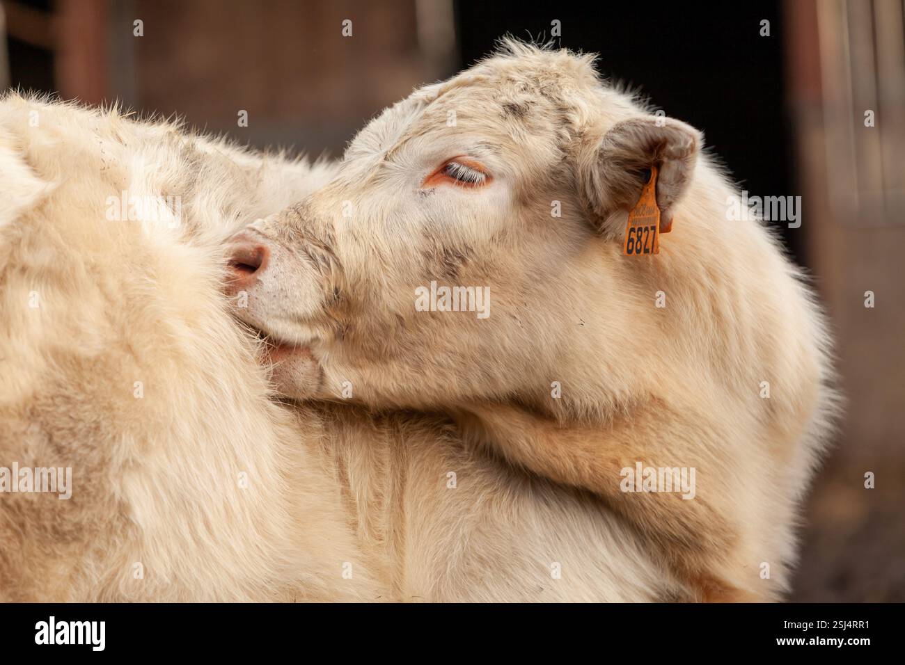 Close-up of a white Charolais calf with its identification number on an ...