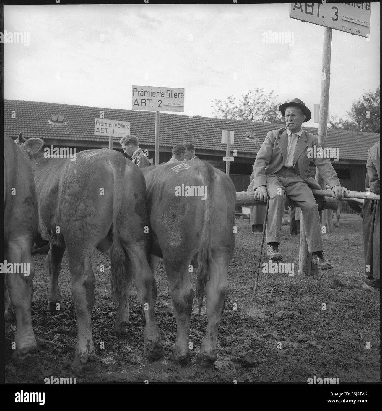 Bauer mit Jungtieren bei Zuger Zuchtstiermarkt 1954#Farmer with young ...