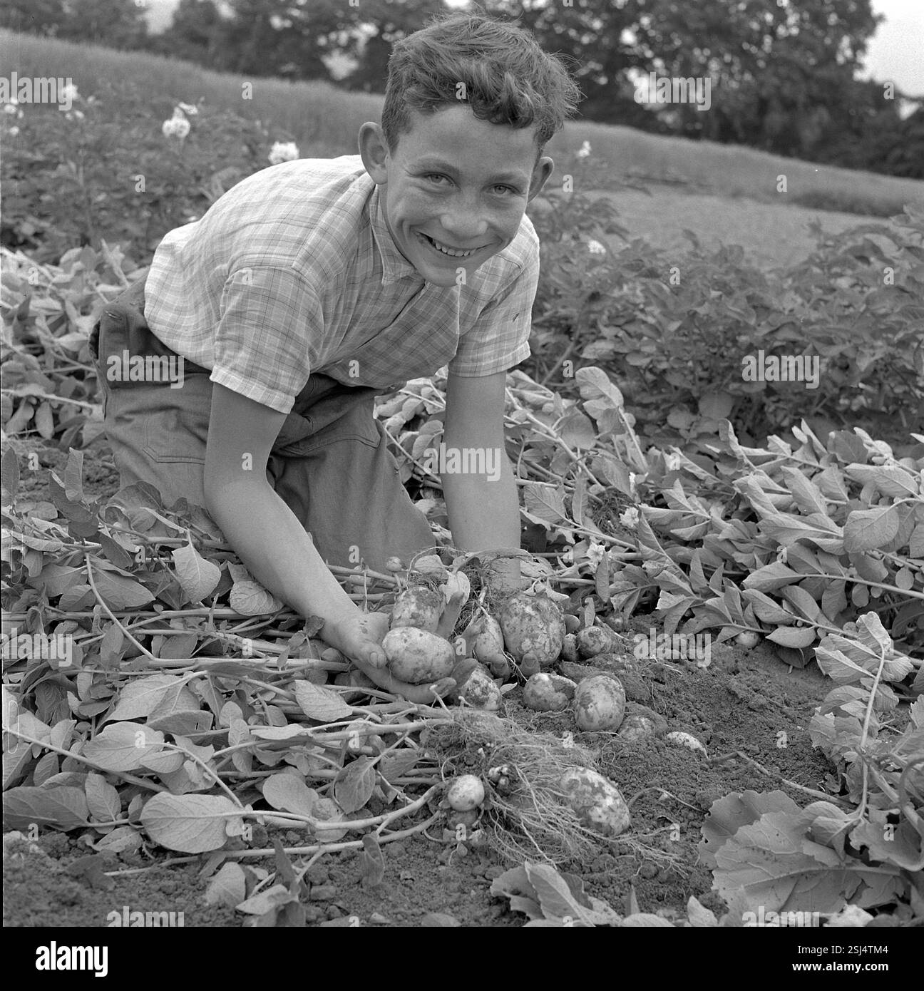 Boy working harvest Black and White Stock Photos & Images - Alamy