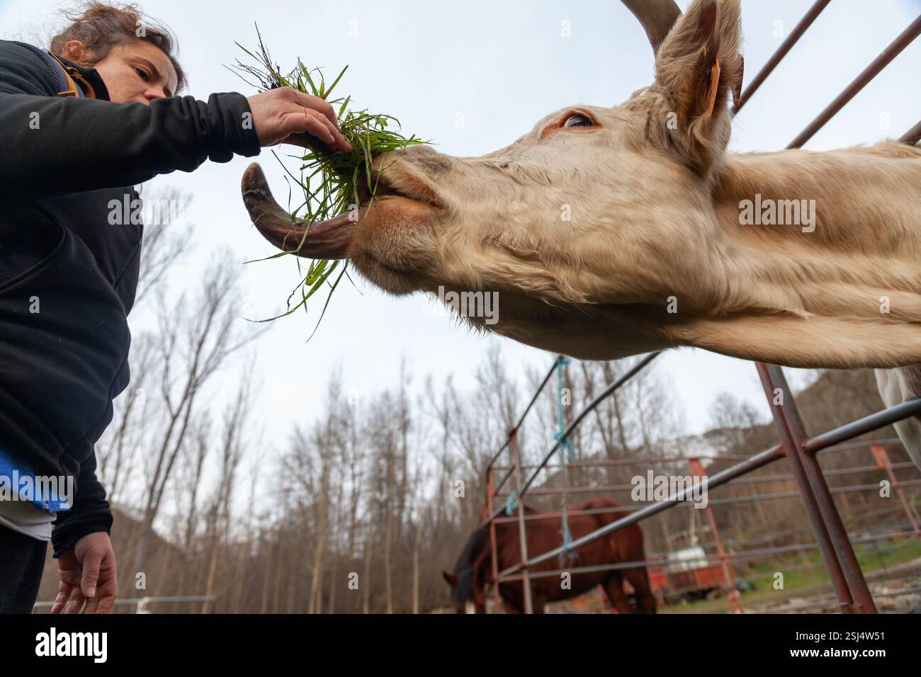 A Charolais cow with its tongue out, savoring fresh green grass inside ...