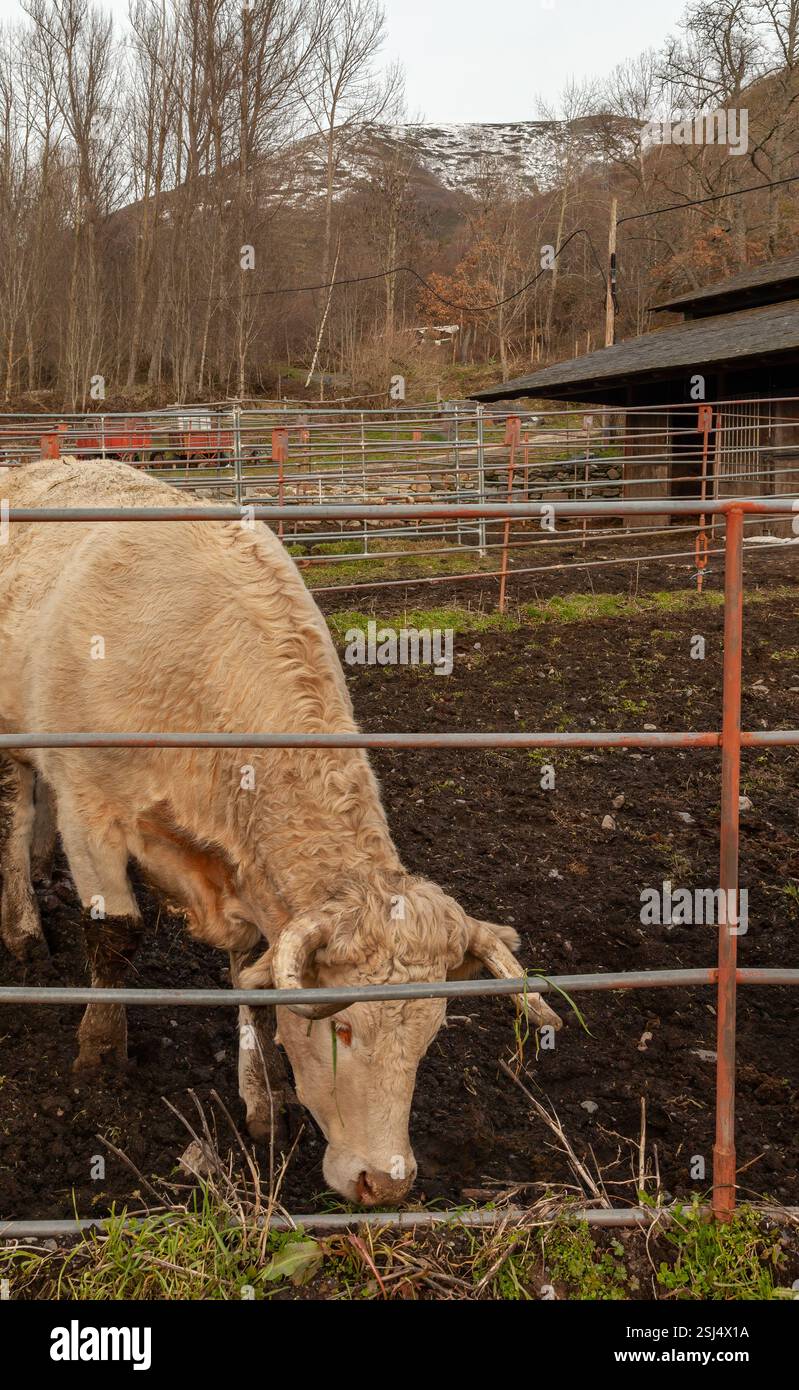 A strong Charolais cow standing in a sunlit field at twilight Stock ...