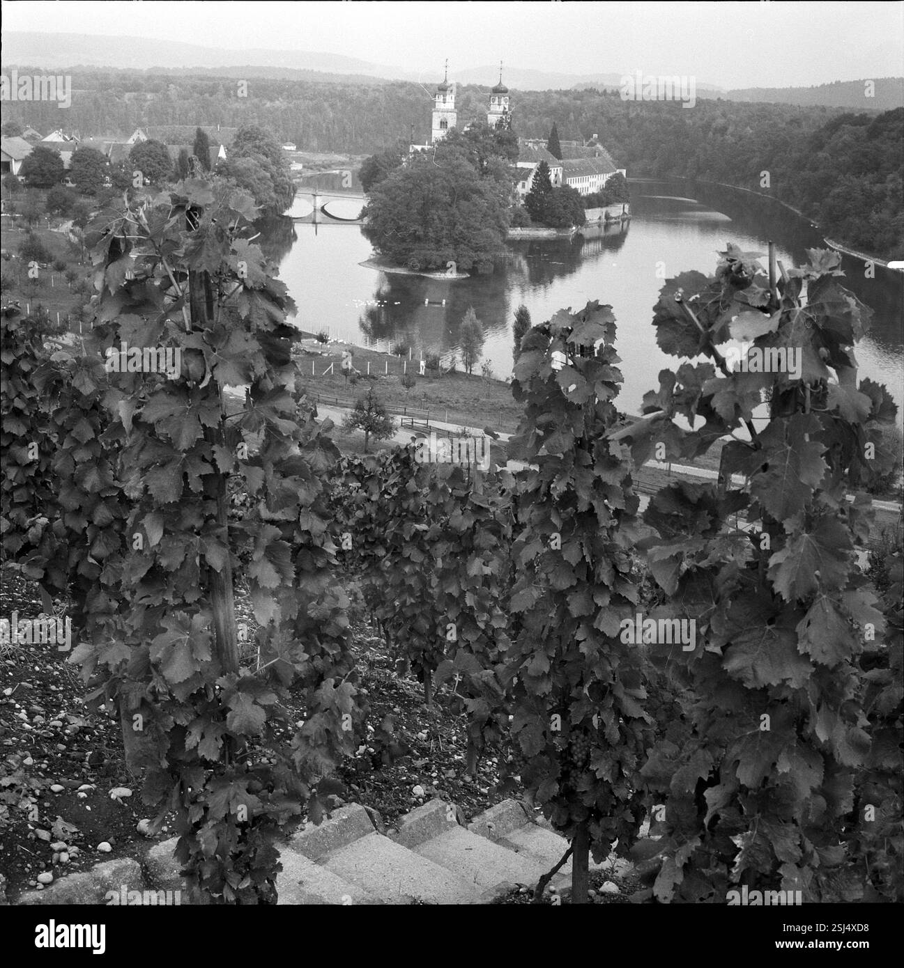 Klosterinsel Rheinau mit Rebberg, 1959#Monastery island Rheinau with ...