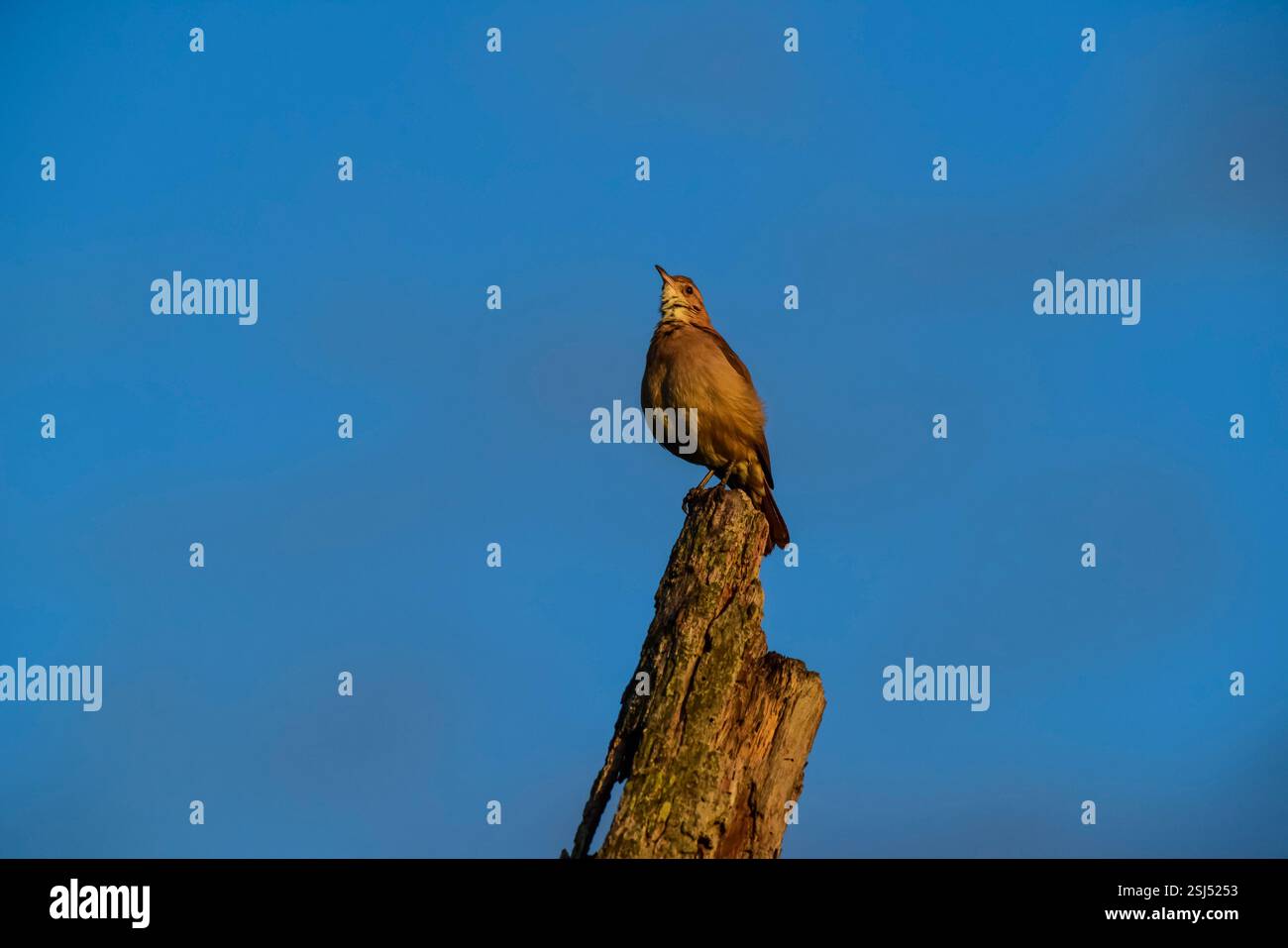 Rufous Hornero (Furnarius rufus), national bird of Argentina – cultural ...