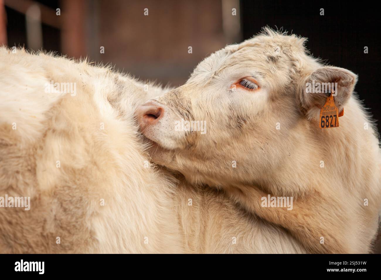 A young white Charolais calf with an identification ear tag standing in ...