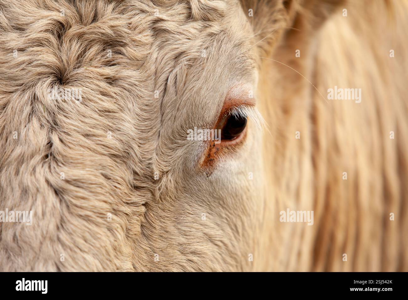 Macro photography of a Charolais cow’s eye with visible details of its ...