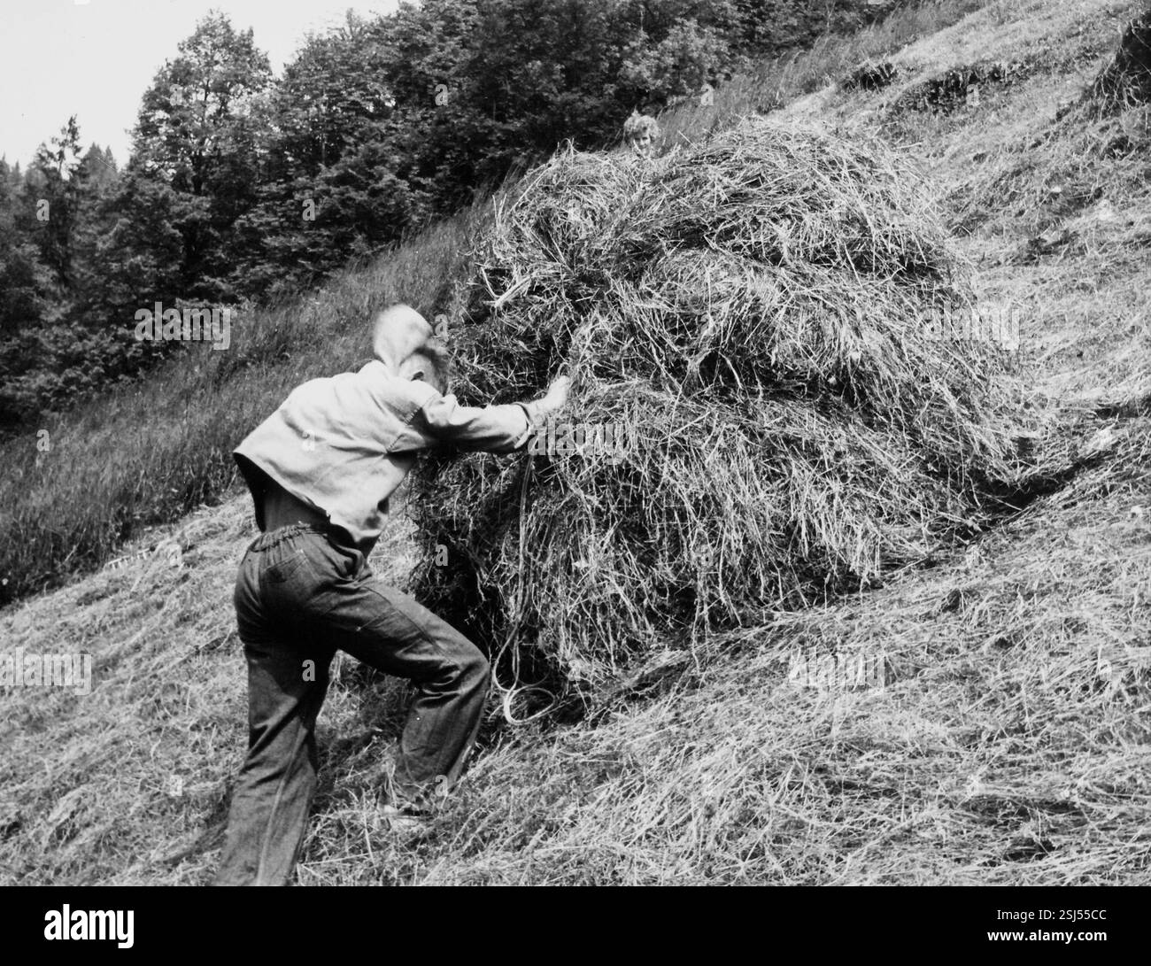 Bergbauern bei Heuernte, um 1960#Haymaking mountain farmers, around ...