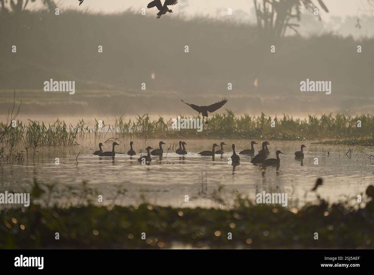 Kolkata, India. 8th February, 2025: The serene Chupi Char in ...