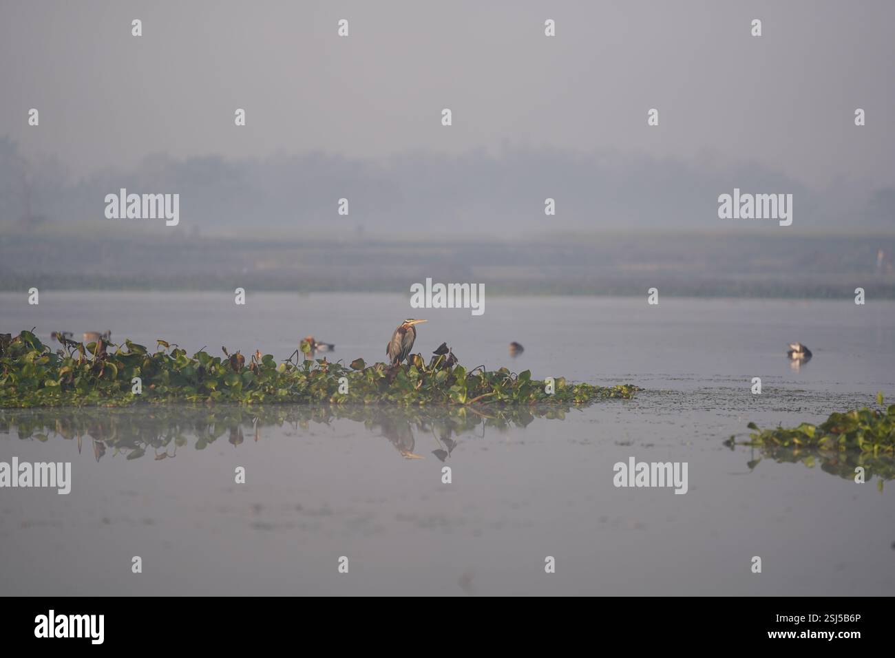 Kolkata, India. 8th February, 2025: The serene Chupi Char in ...