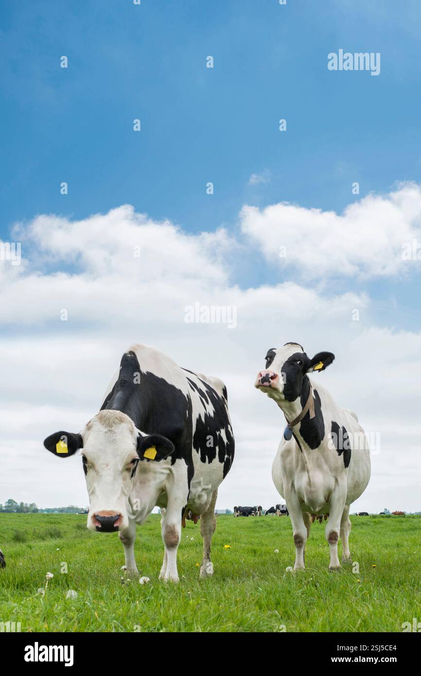 Curious Holstein-Friesian (black and white) cows, The Netherlands Stock ...