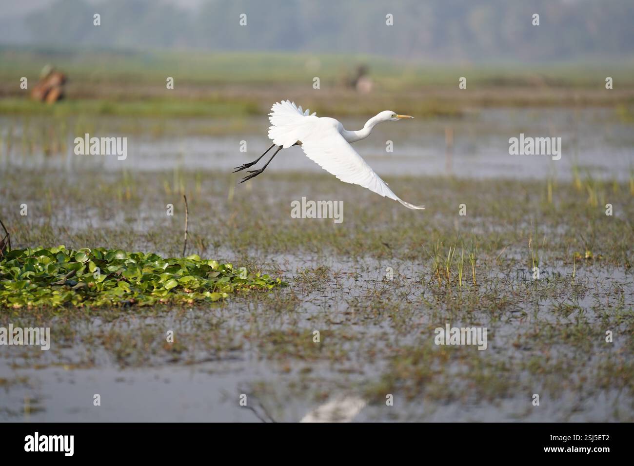 Kolkata, India. 8th February, 2025: The serene Chupi Char in ...