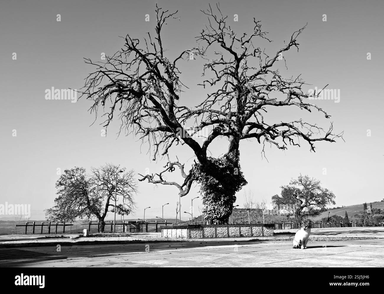 Pet and urban life Black and White Stock Photos & Images - Alamy