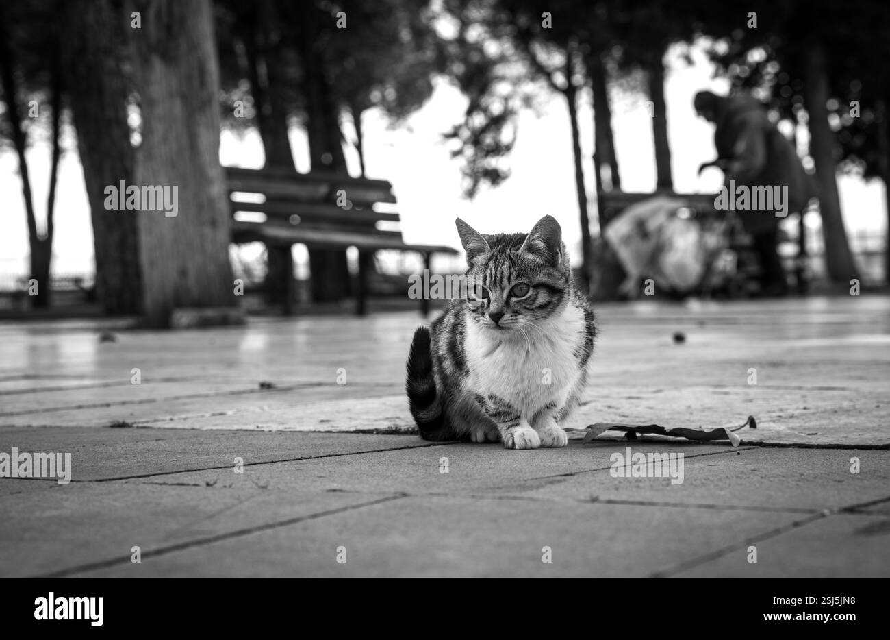 street animals and life on the street Stock Photo - Alamy