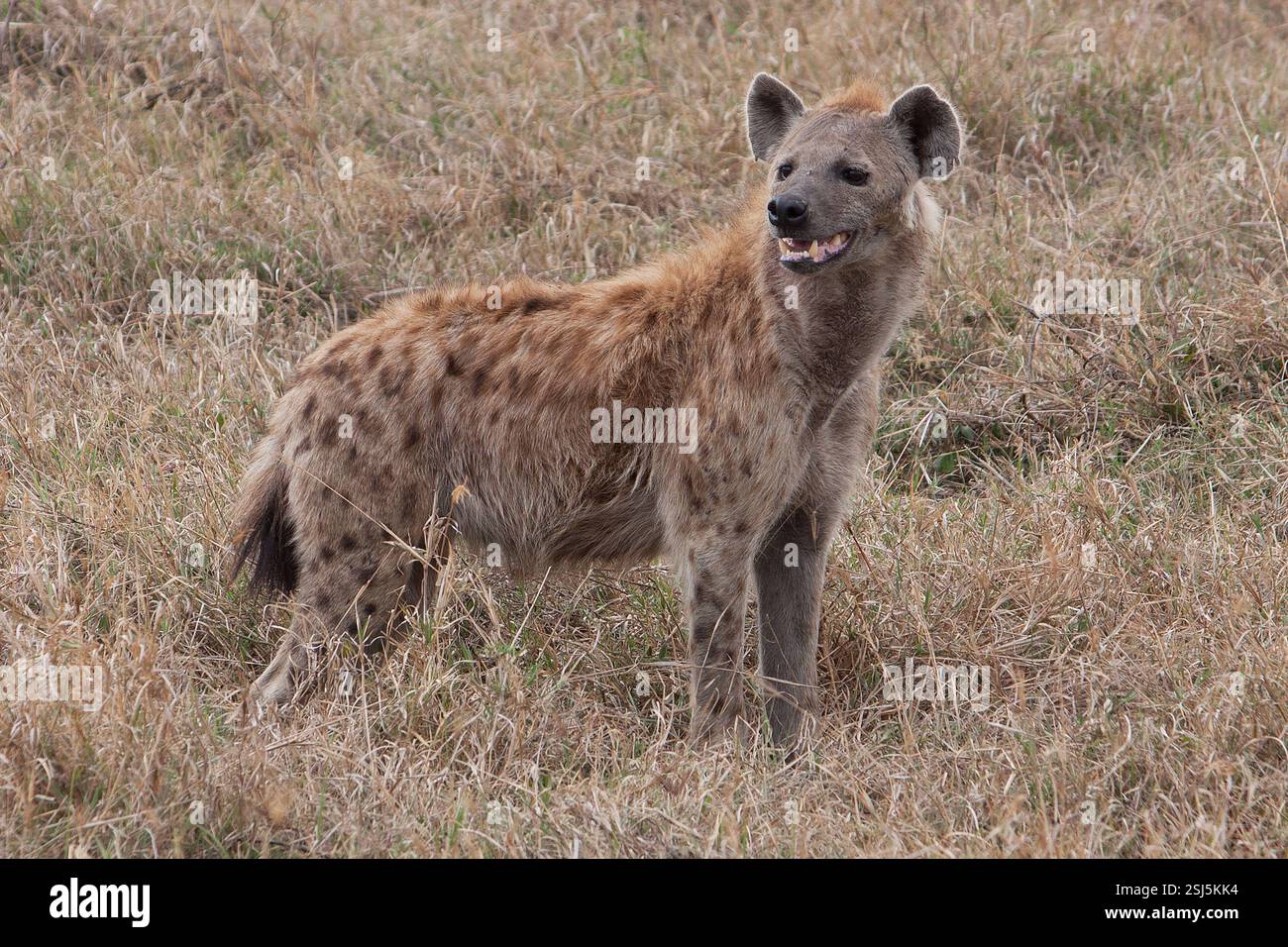 Hyena looks back Stock Photo - Alamy