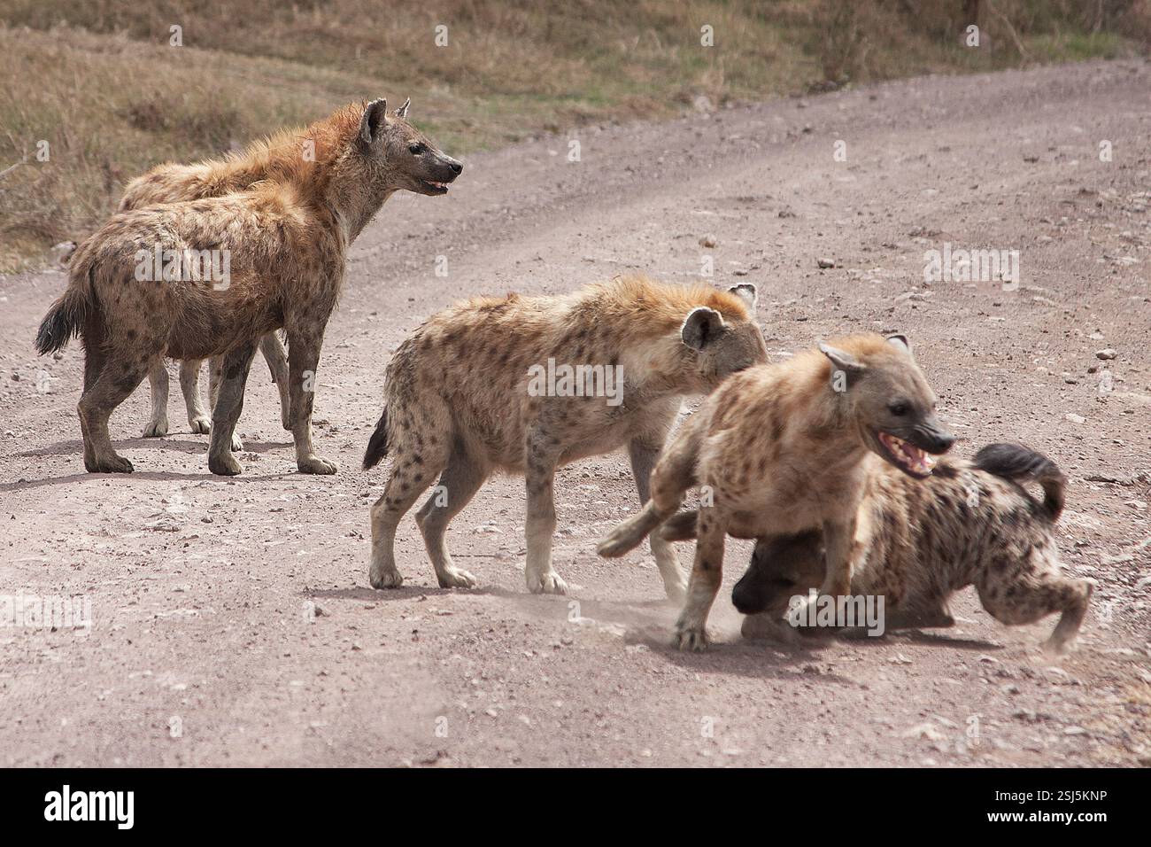 Pack of hyenas on the hunt Stock Photo - Alamy