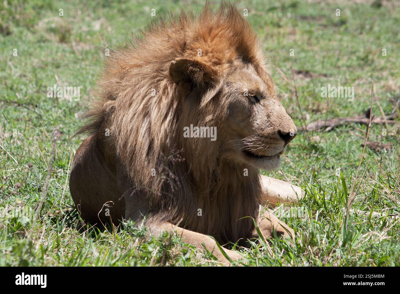 Big mane hi-res stock photography and images - Alamy