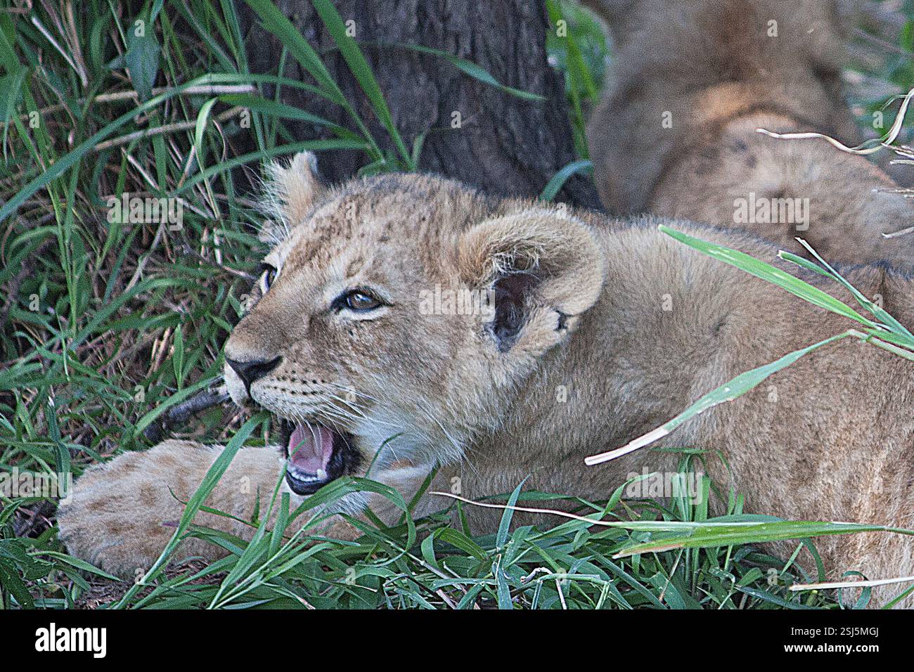 cute lion cub - sweet lion baby Stock Photo - Alamy