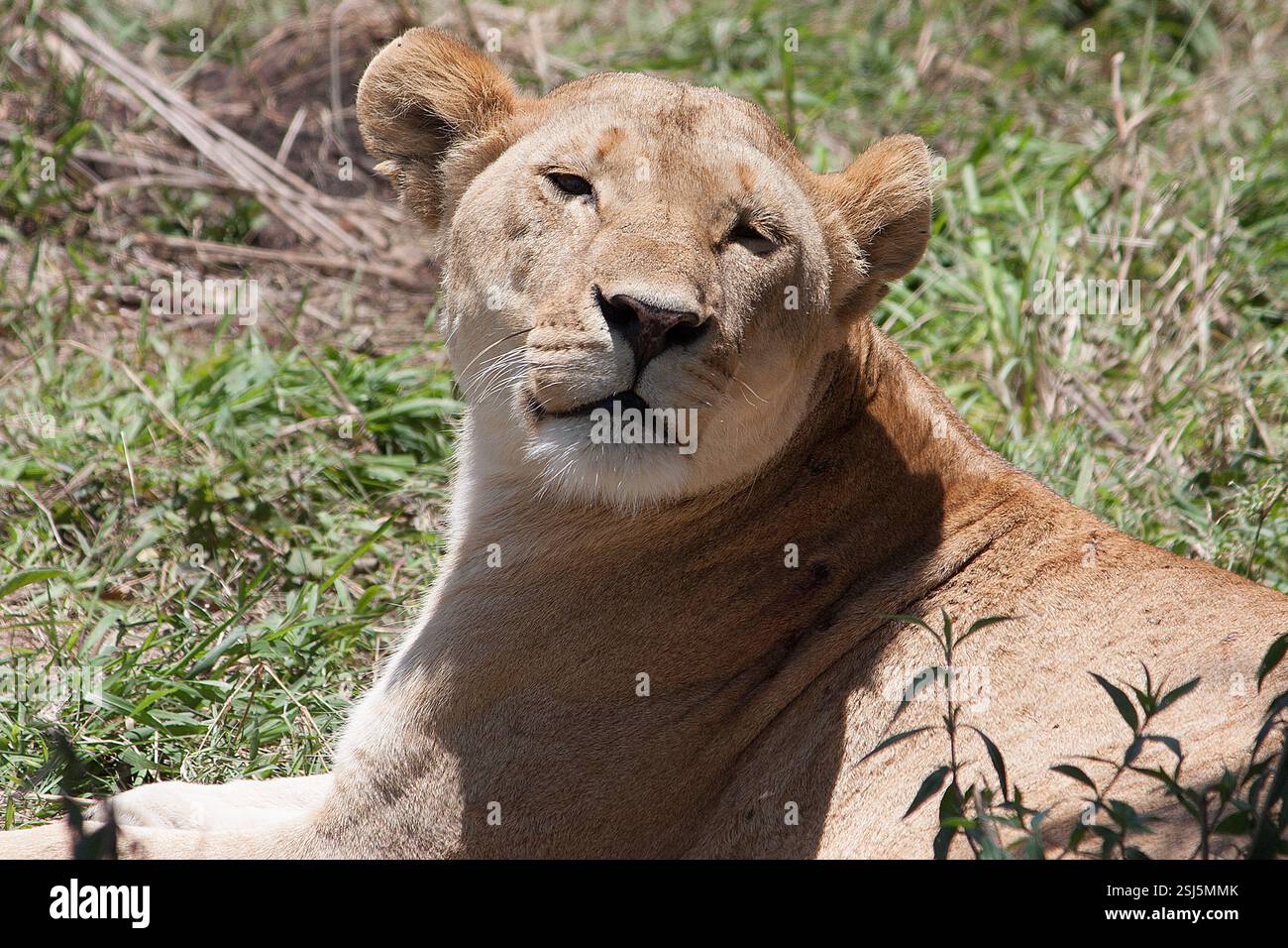 Lowen gesicht hi-res stock photography and images - Alamy