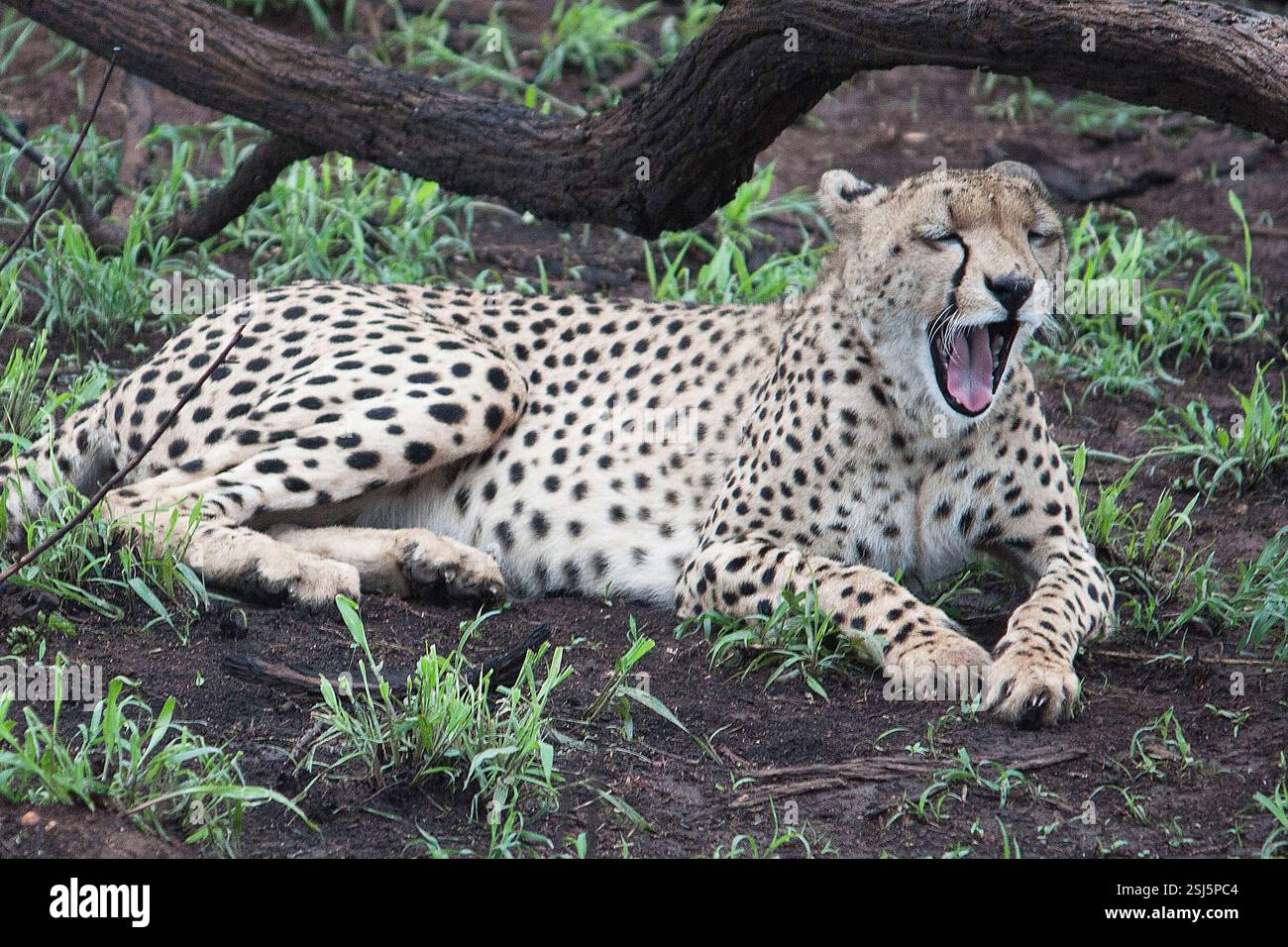 Cheetah opens his mouth Stock Photo - Alamy