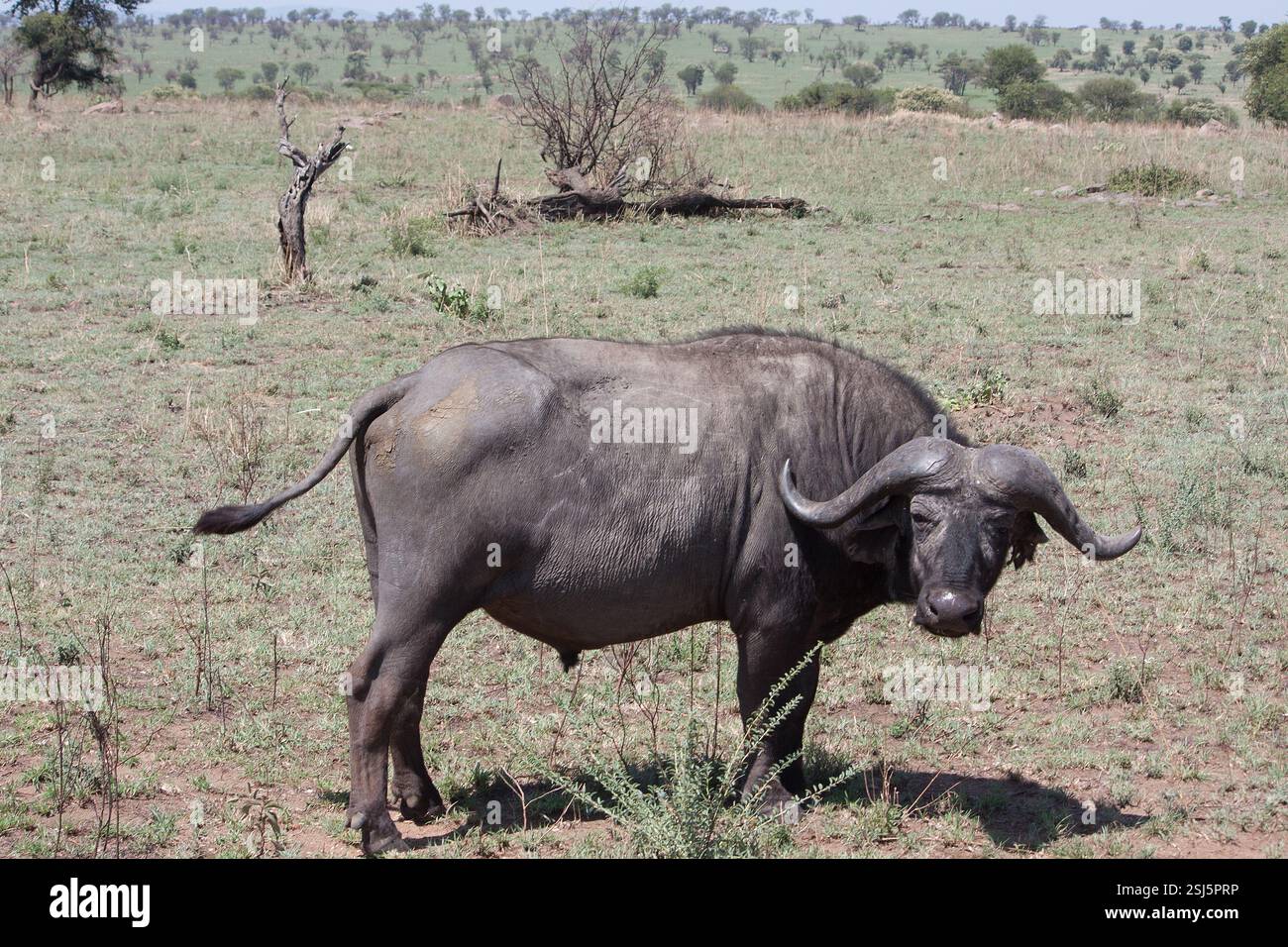 Kraftiger buffel hi-res stock photography and images - Alamy